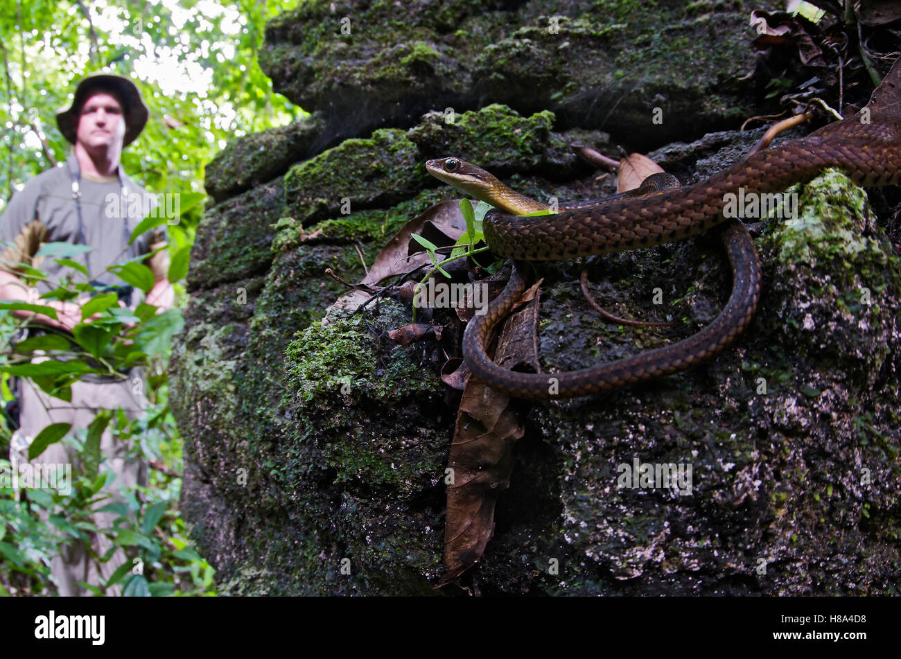 South American Forest Racer (Dendrophidion percarinatus) being watched ...