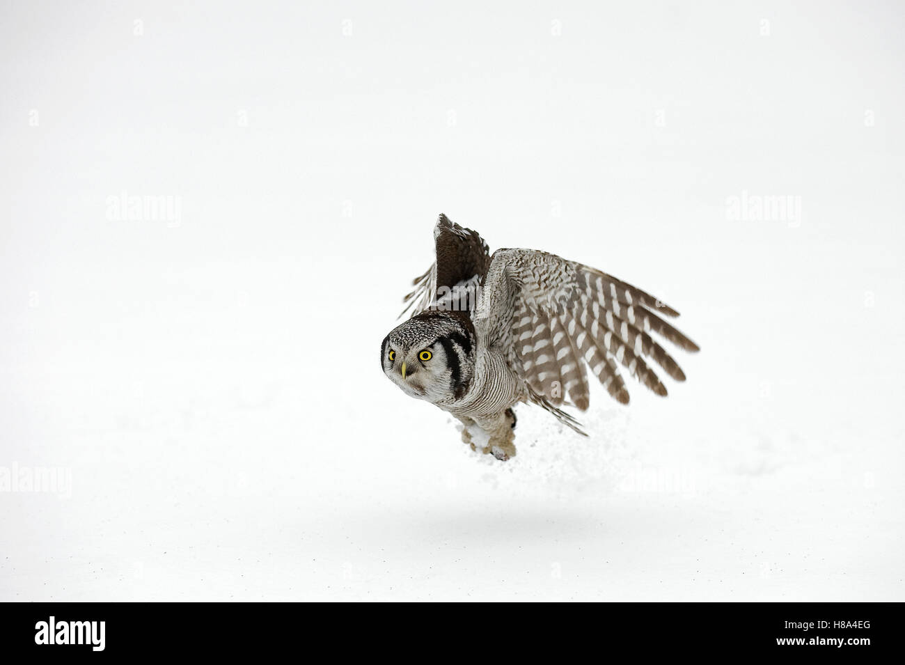 Northern Hawk Owl (Surnia ulula) striking at prey and getting talon ...