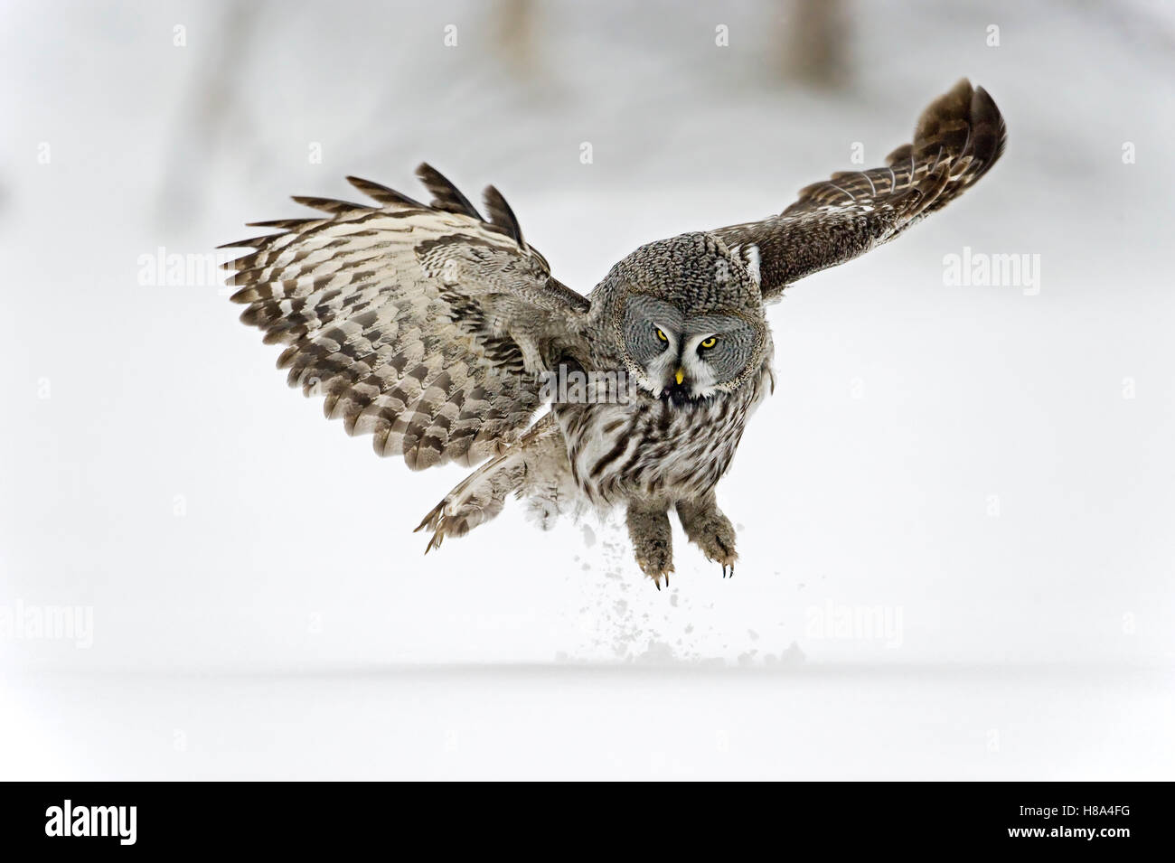 Great Gray Owl (Strix nebulosa) flying over snow listening for rodent ...