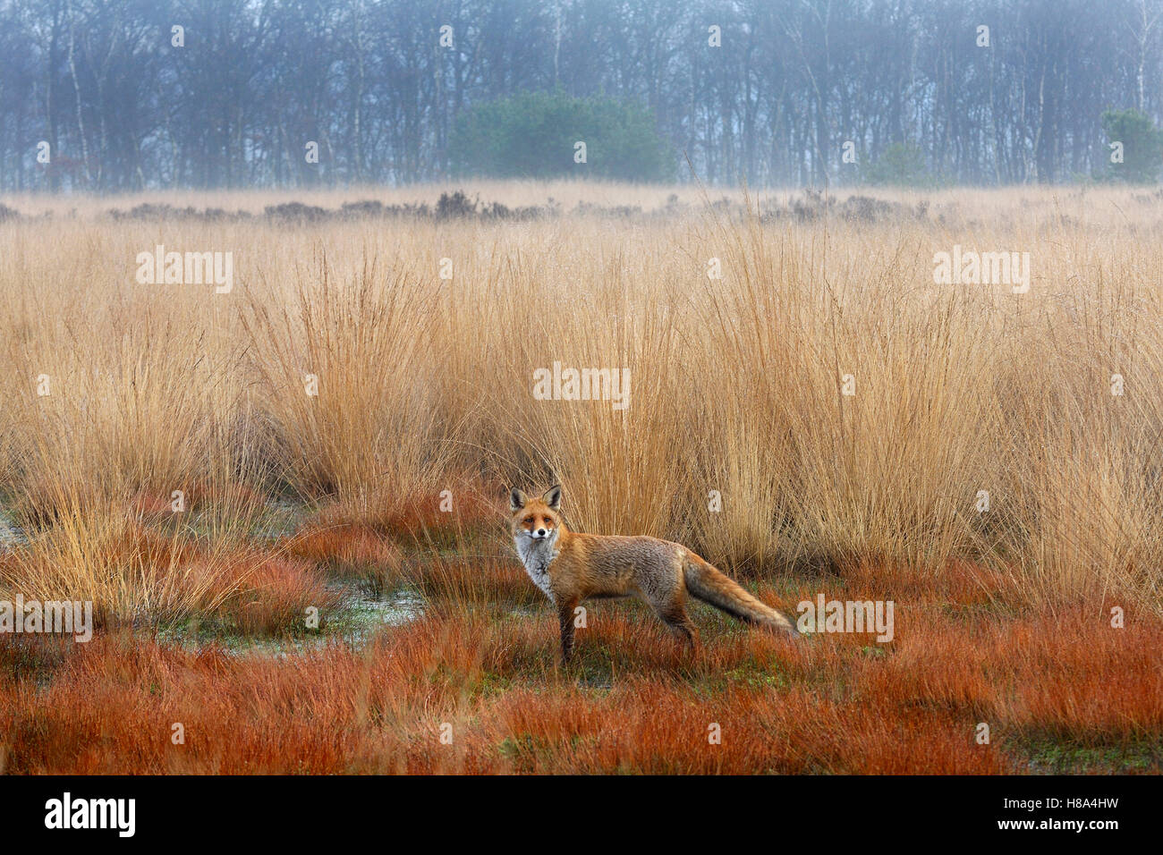 Red Fox (Vulpes vulpes) in marsh, Netherlands Stock Photo - Alamy