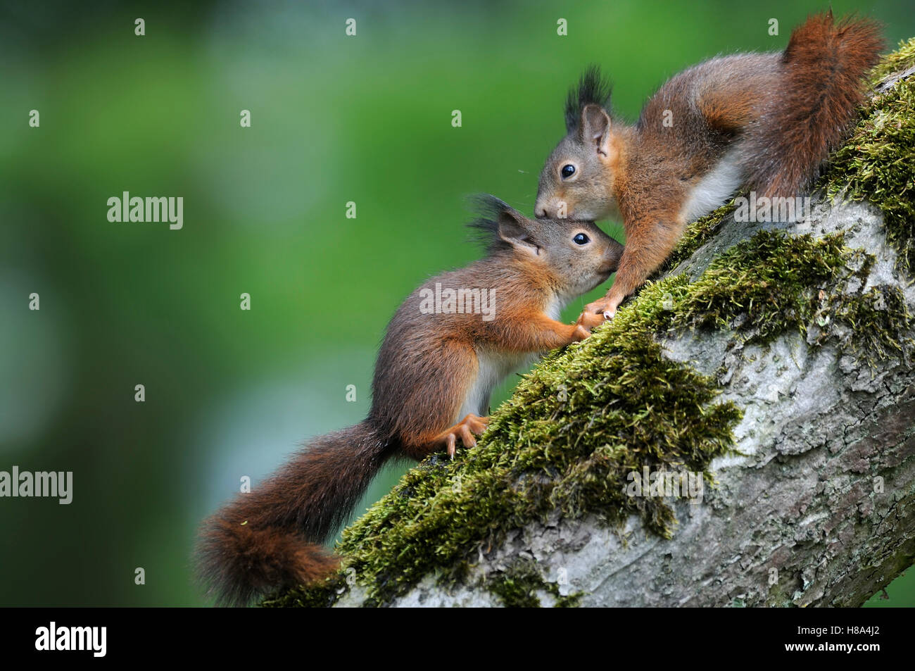 Eurasian Red Squirrel (Sciurus vulgaris) juveniles nuzzling in tree ...