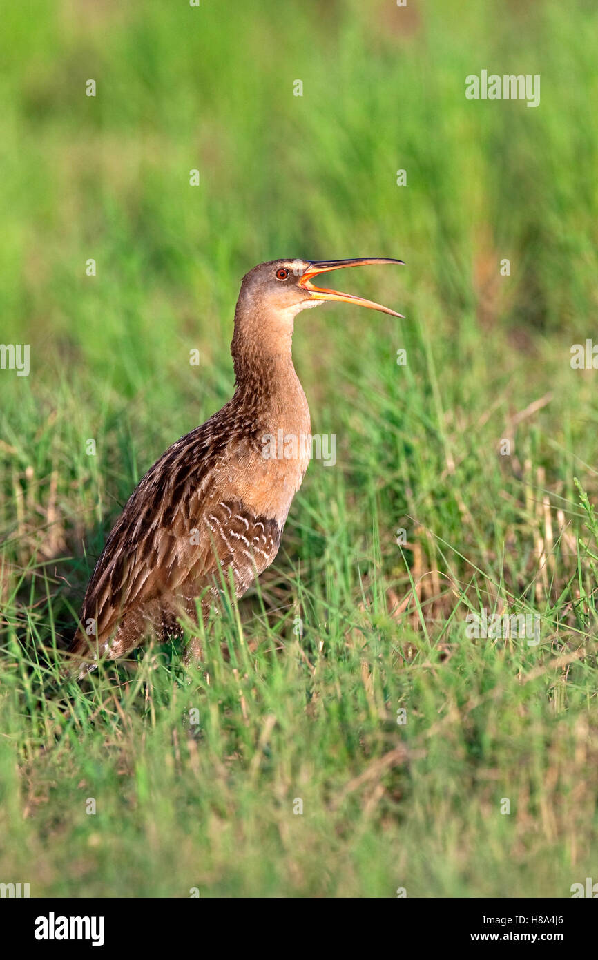 King Rail (Rallus elegans) male calling in marshland, Winnie, Texas ...
