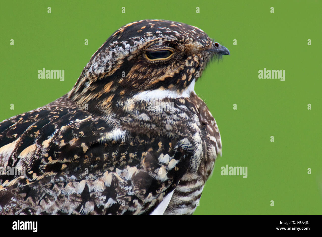 Common Nighthawk Male