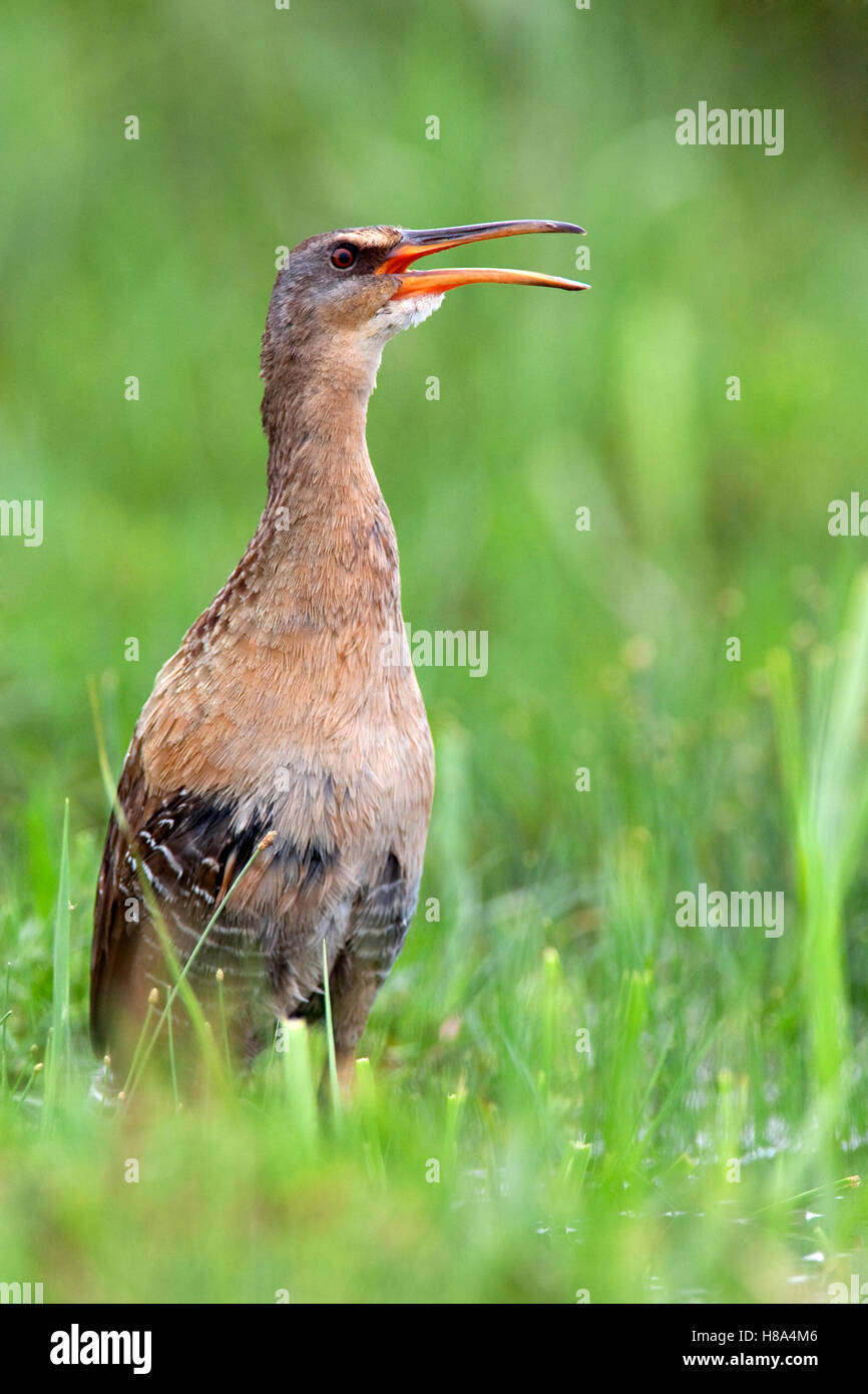 King Rail (Rallus elegans) male calling in marshland, Winnie, Texas ...