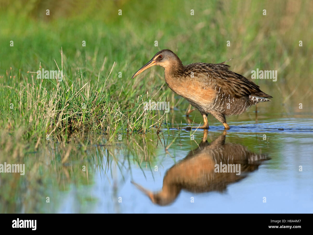 King Rail (Rallus elegans) male wading, Winnie, Texas Stock Photo - Alamy