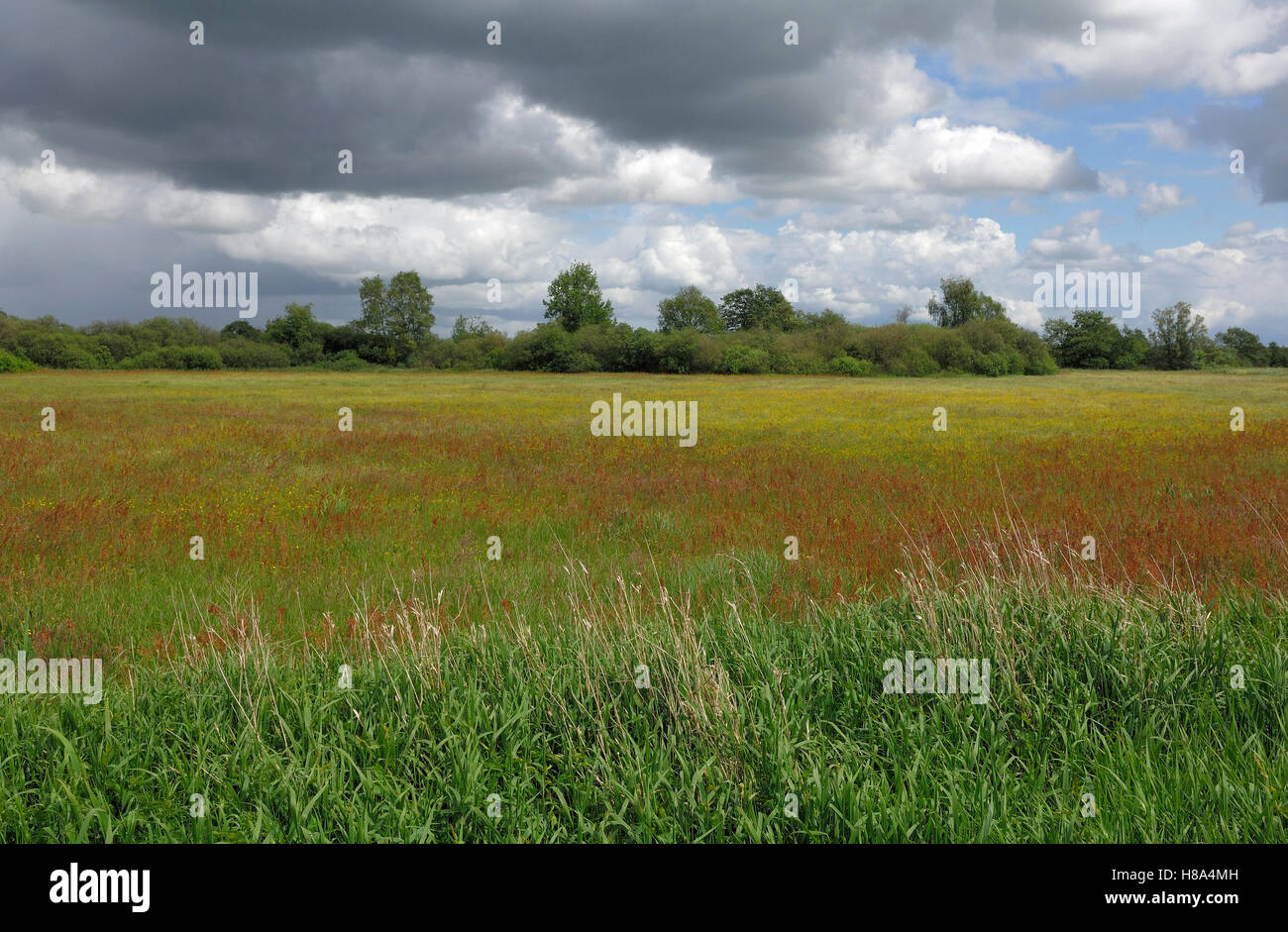 Wetland in Nature Reserve, Lendevallei, Friesland, Netherlands Stock ...