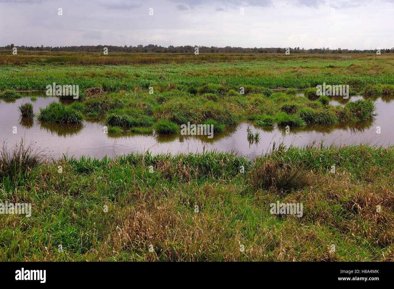 Swamp along Rottige Meenthe hiking route, Friesland, Netherlands Stock ...