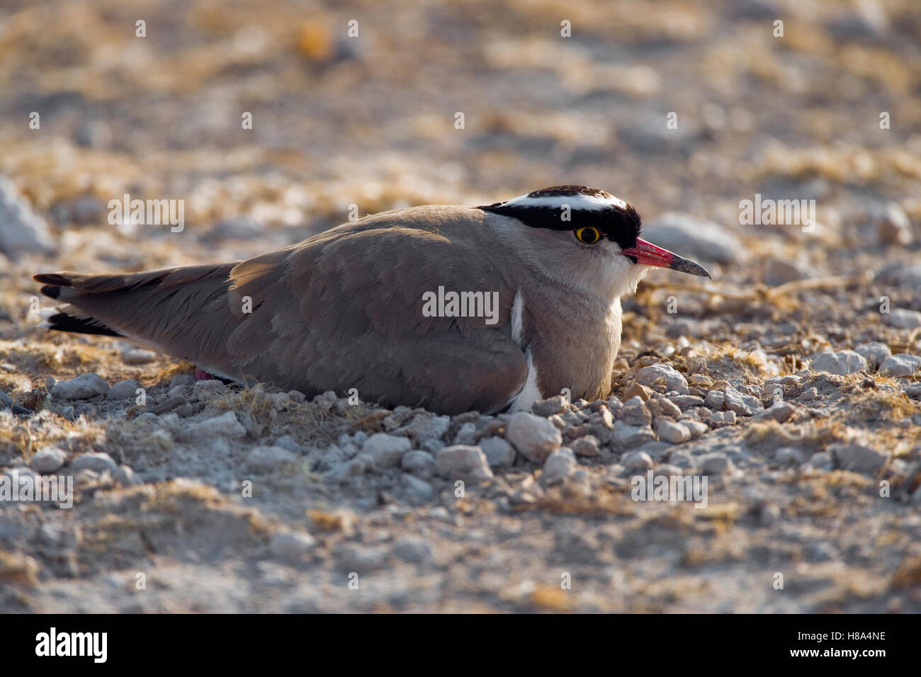 Crowned Lapwing (Vanellus coronatus) resting, Etosha, Namibia Stock Photo - Alamy