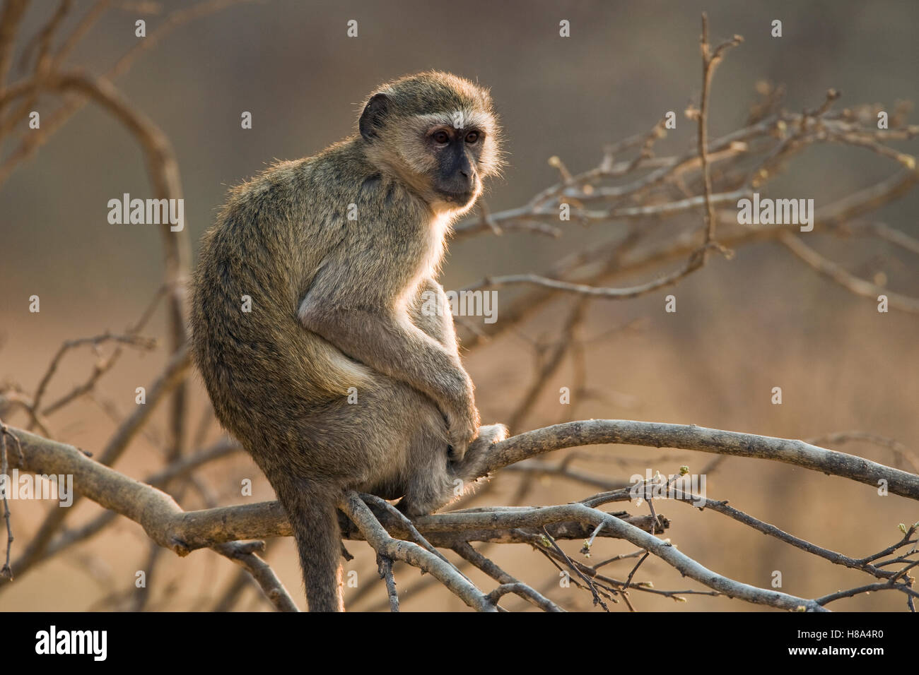 Black-faced Vervet Monkey (Cercopithecus aethiops) sitting in tree ...