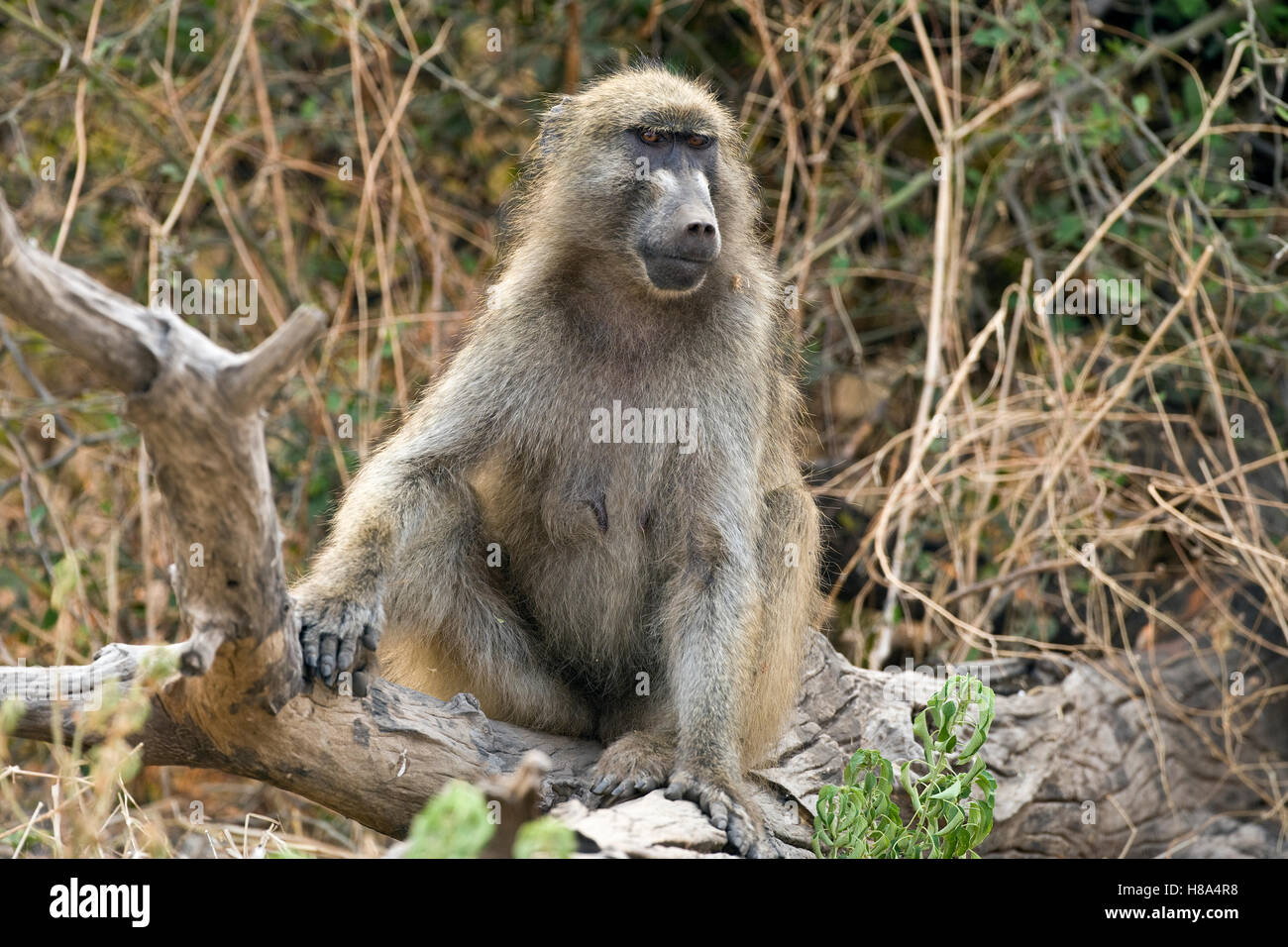 Yellow Baboon (Papio cynocephalus) female sitting on log, Chobe ...