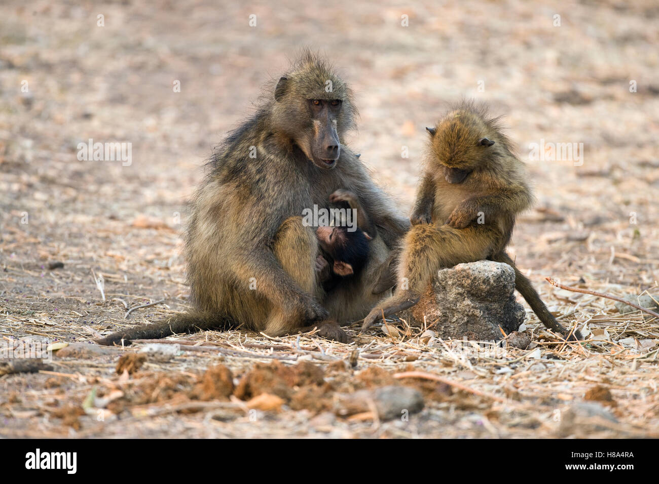 Yellow Baboon (Papio cynocephalus) mother with baby and juvenile, Chobe ...