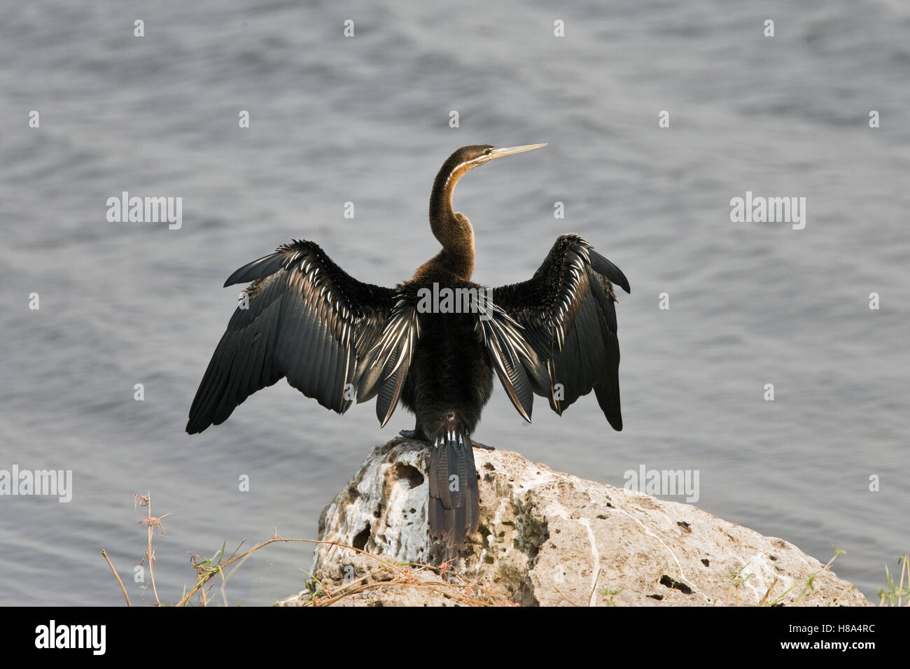 African Darter (Anhinga rufa) drying its wings, Chobe National Park ...