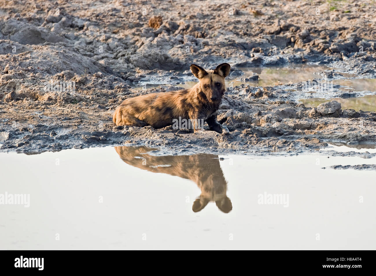 African Wild Dog (Lycaon pictus) in the mud at the waters edge, Chobe ...