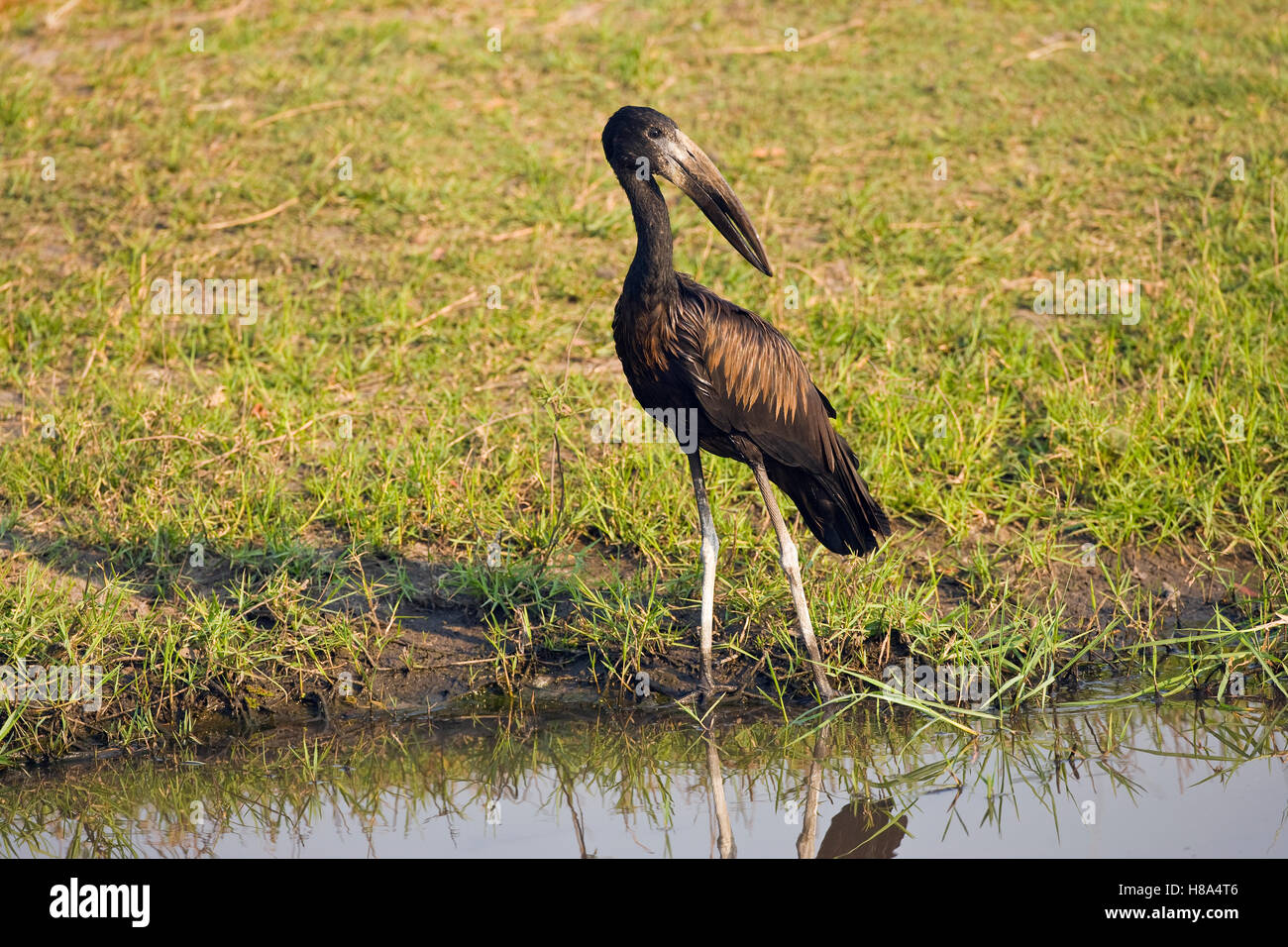 African Open-bill Stork (Anastomus lamelligerus) on the bank of the ...