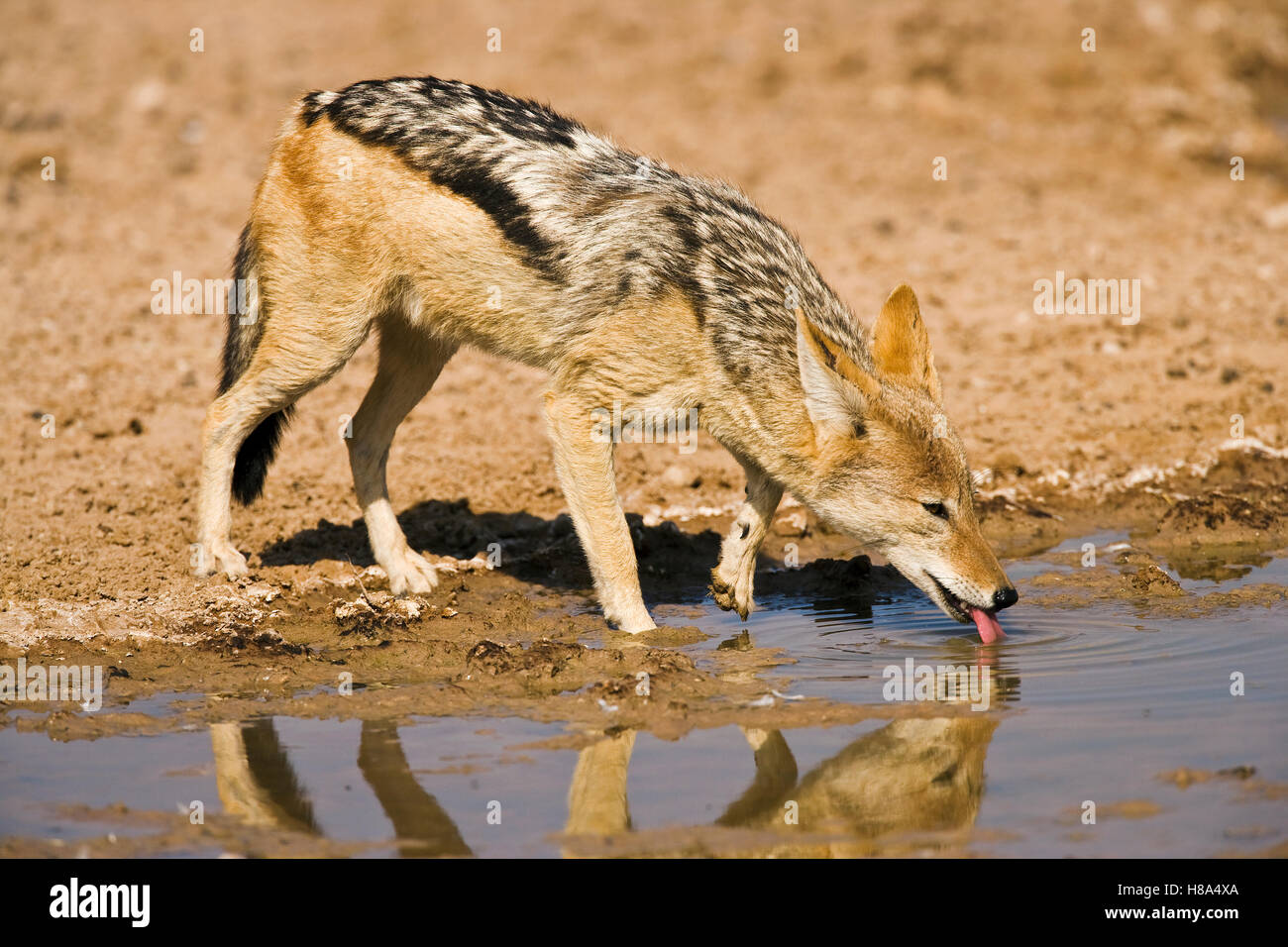 Black-backed Jackal (Canis mesomelas) drinking, Kgalagadi Transfrontier ...