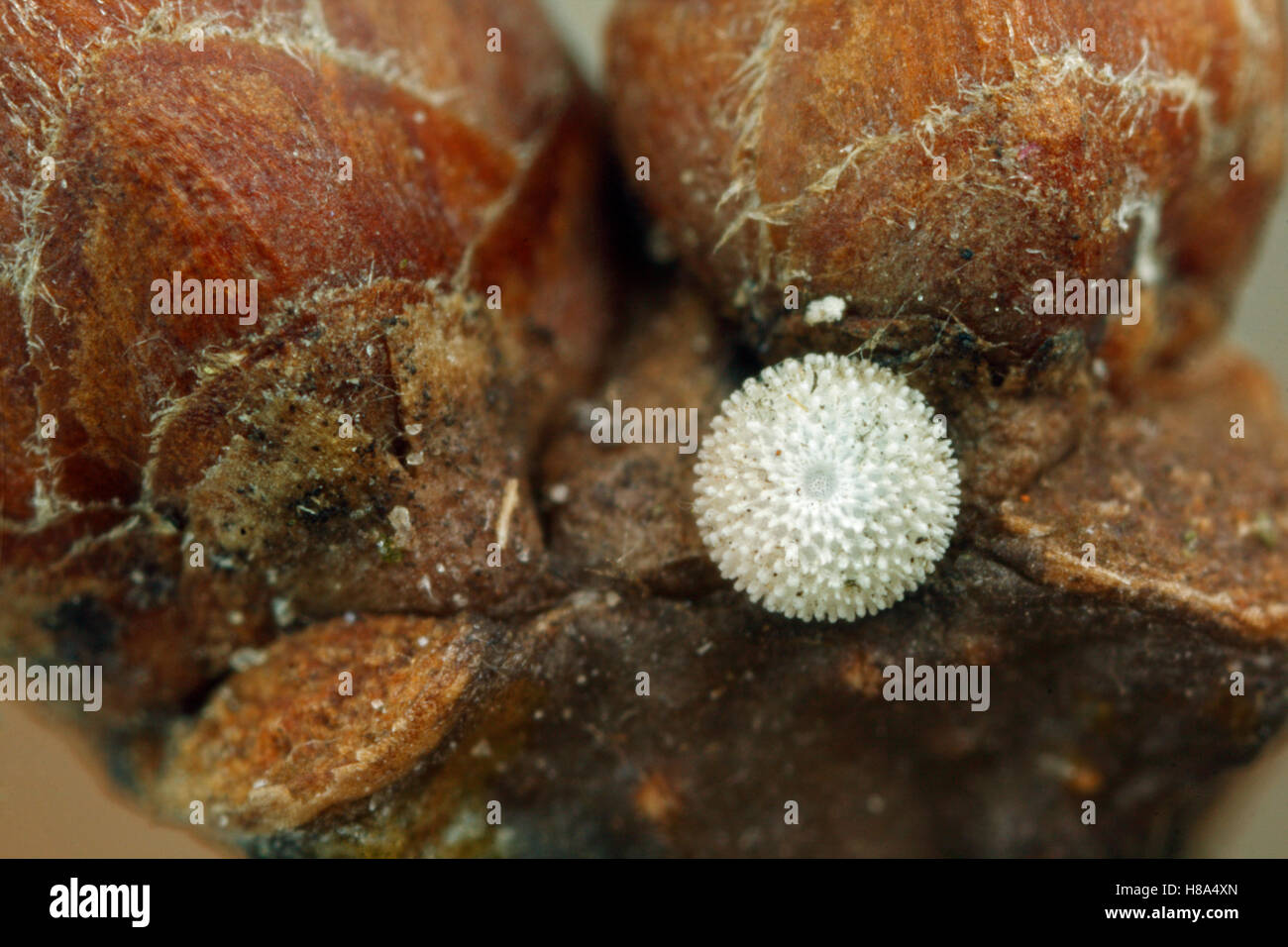 Purple Hairstreak (Neozephyrus quercus) butterfly egg, Hoogeloon, Noord ...