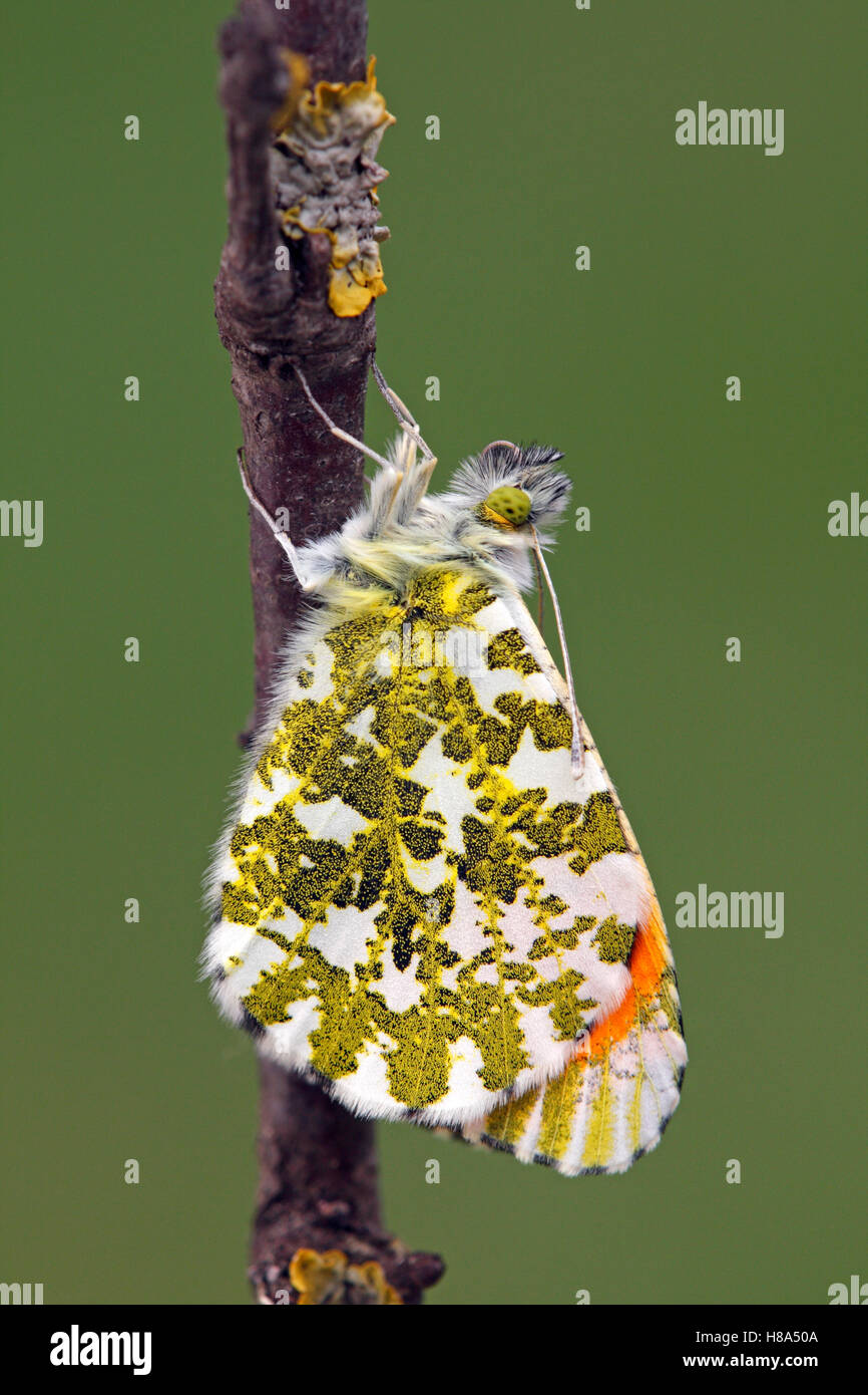 Orange Tip (Anthocharis cardamines) butterfly just after emerging from ...