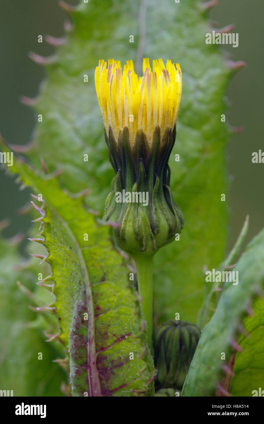 Common Sowthistle (Sonchus oleraceus) flower, Hoogeloon, Noord-Brabant ...