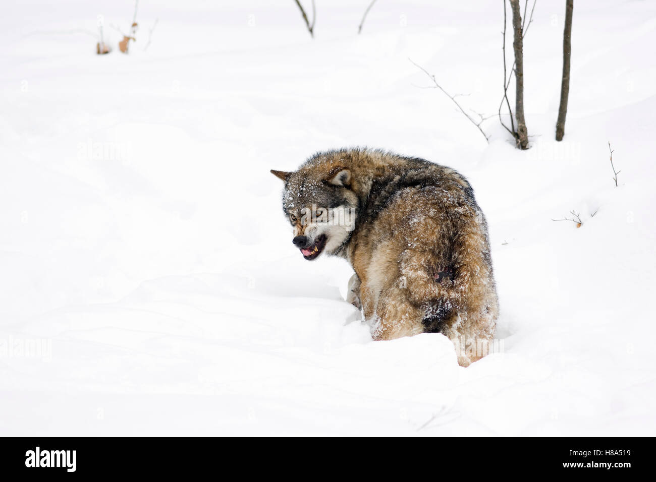 Gray Wolf (Canis lupus) showing aggressive behavior, Bavarian Forest ...