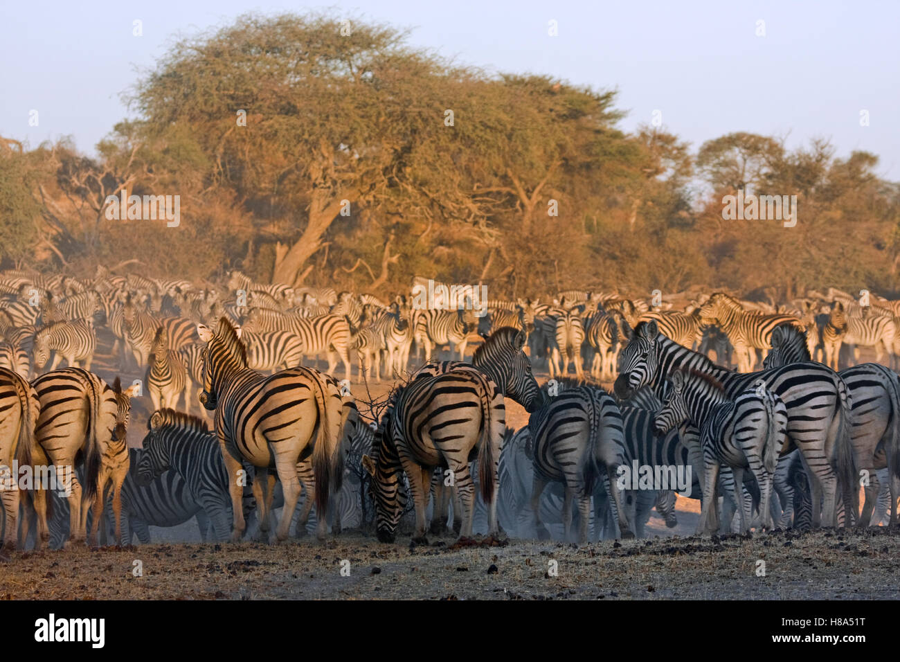 Zebra (Equus quagga) herd, Makgadikgadi National Park, Boteti River ...