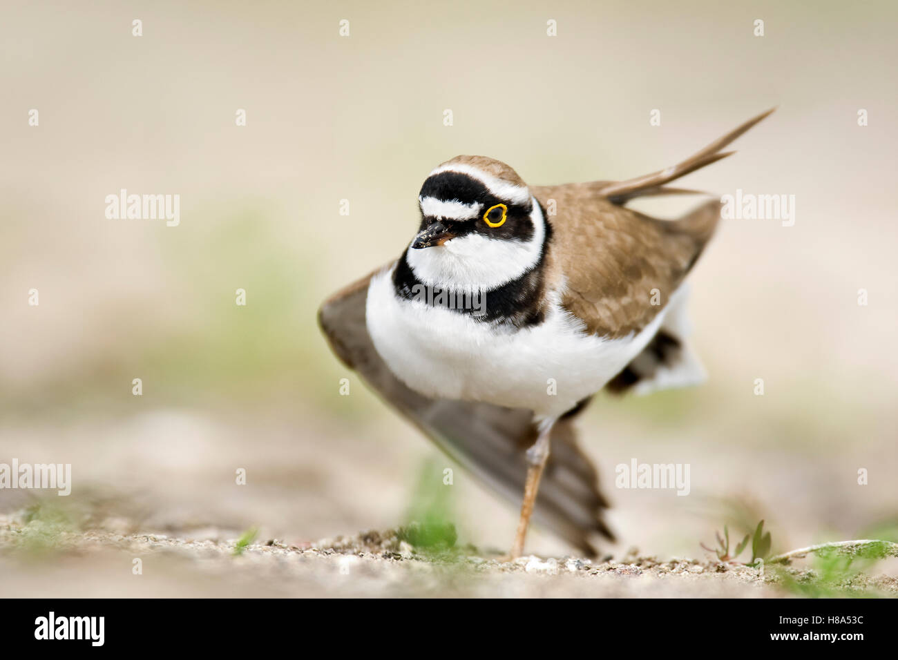 Little Ringed Plover (Charadrius dubius) stretching its wing ...