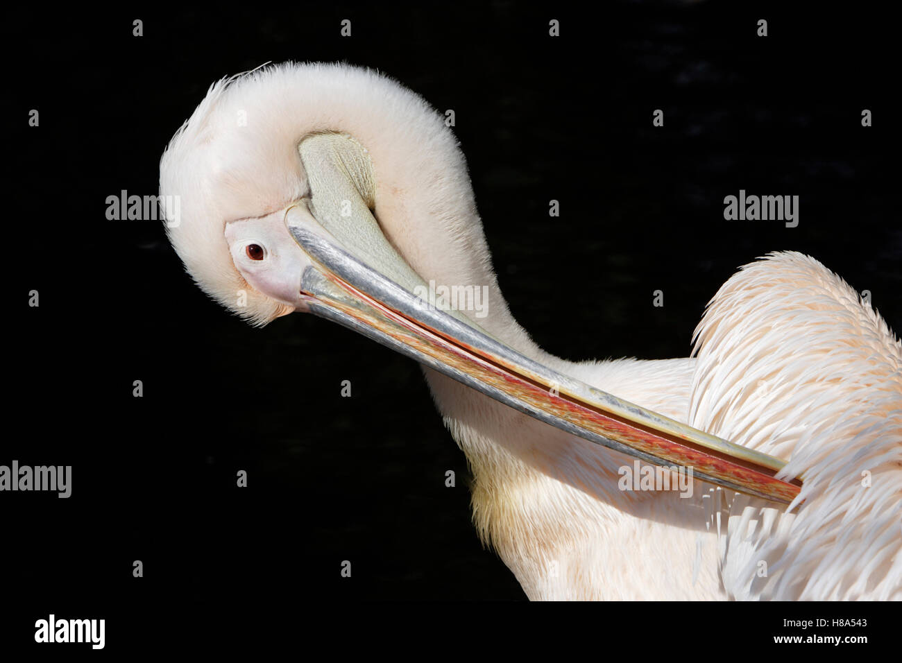 Great White Pelican (Pelecanus onocrotalus) preening, Europe Stock ...