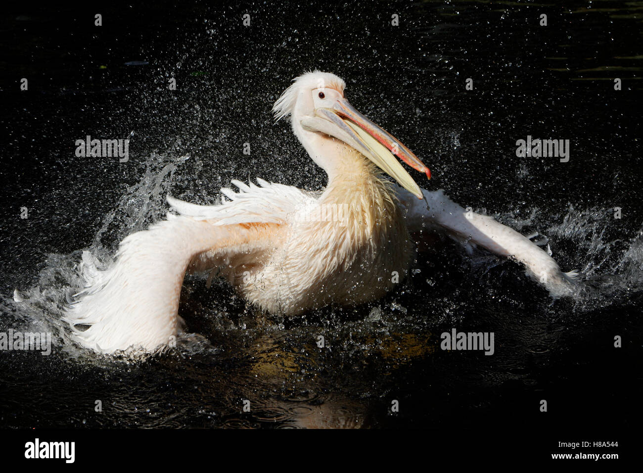 Great White Pelican (Pelecanus onocrotalus) bathing, Europe Stock Photo ...