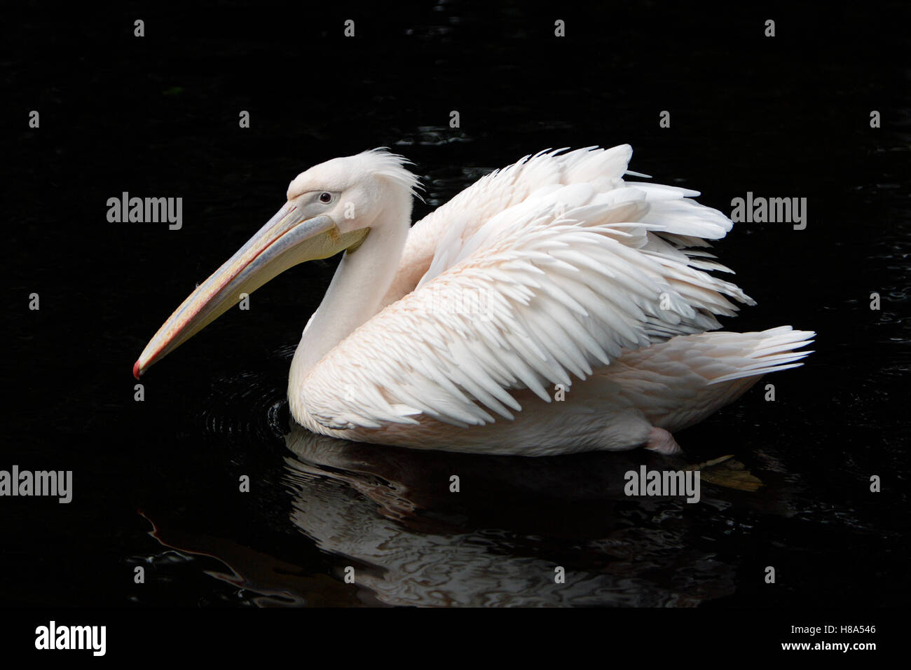 Great White Pelican (Pelecanus onocrotalus), Europe Stock Photo - Alamy