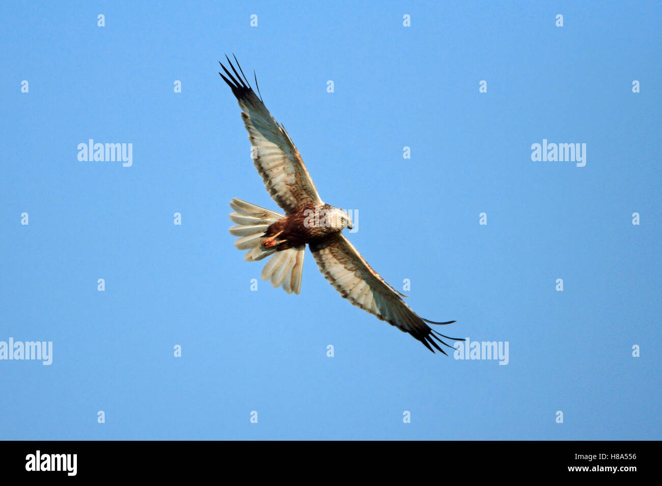 Western Marsh-Harrier (Circus aeruginosus) male flying, Texel ...