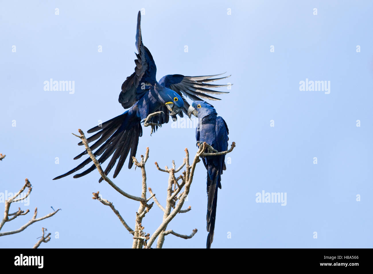 Hyacinth Macaw (Anodorhynchus hyacinthinus) pair courting, Pantanal ...