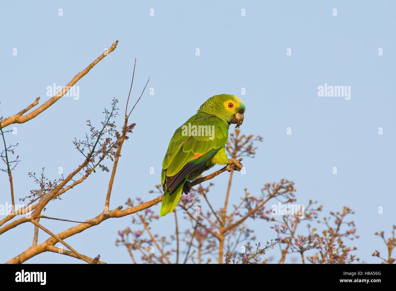Orange-winged Parrot (Amazona amazonica), Pantanal, Brazil Stock Photo ...