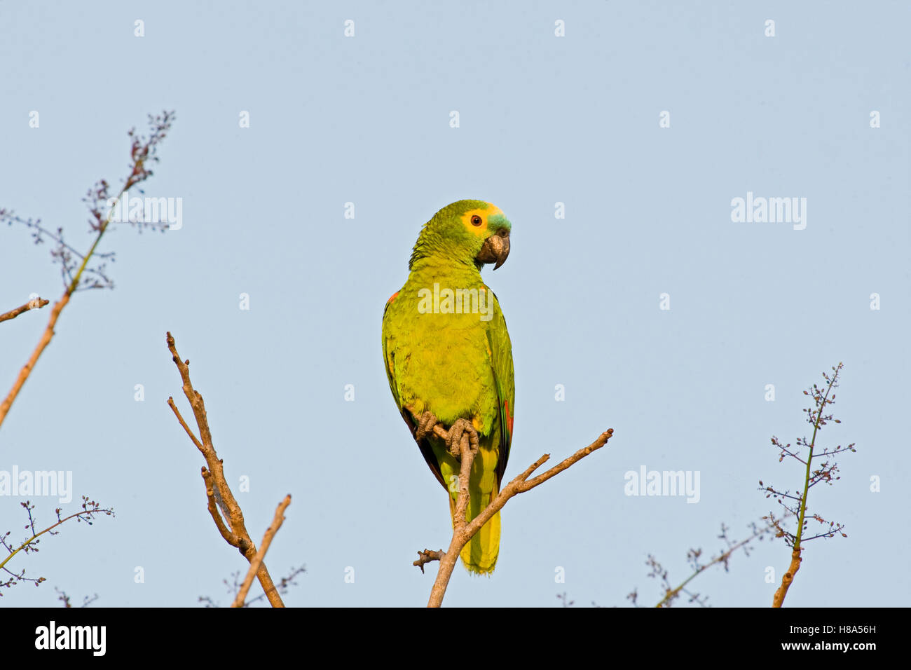 Orange-winged Parrot (Amazona amazonica), Pantanal, Brazil Stock Photo ...