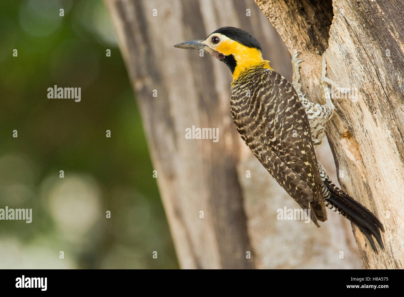 Campo Flicker (Colaptes campestris) at nest cavity, Pantanal, Brazil ...
