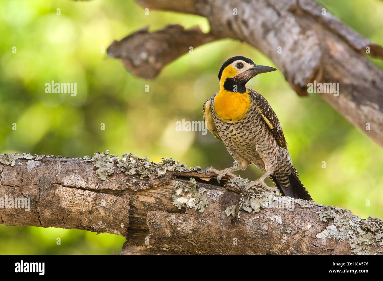 Campo Flicker (Colaptes campestris), Pantanal, Brazil Stock Photo - Alamy