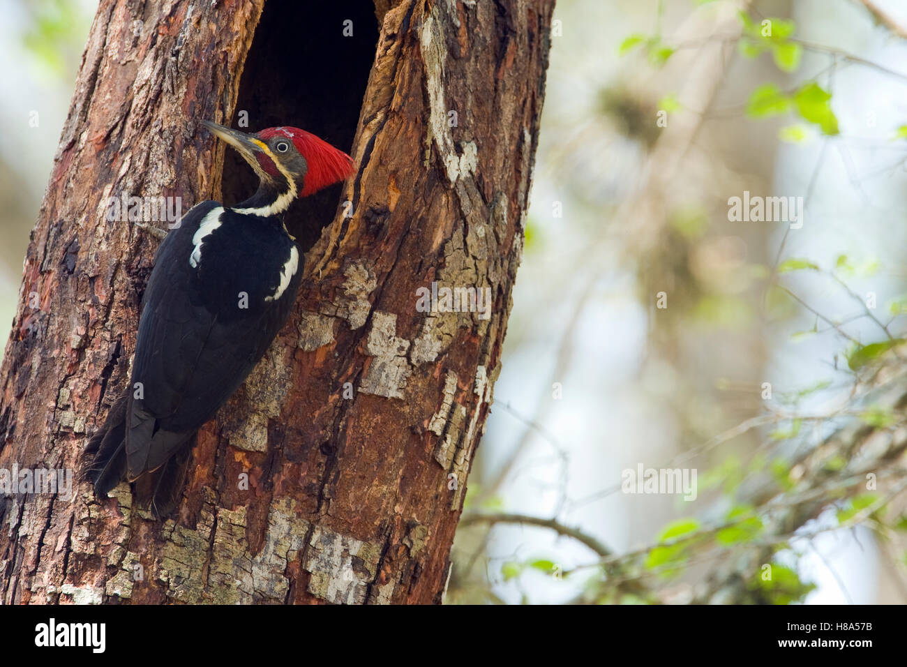 Lineated Woodpecker (Dryocopus lineatus) at nest cavity, Pantanal ...