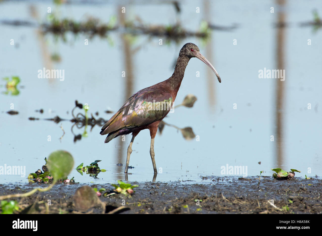 Green Ibis (Mesembrinibis cayennensis) wading in river, Pantanal ...