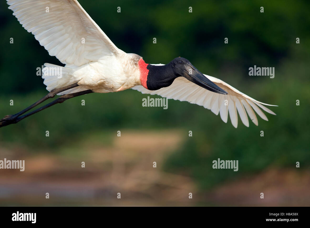Jabiru Stork (Jabiru mycteria) flying, Pantanal, Brazil Stock Photo - Alamy