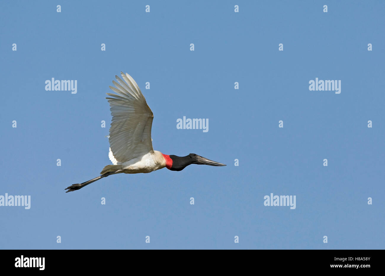 Jabiru Stork (Jabiru mycteria) flying, Pantanal, Brazil Stock Photo - Alamy