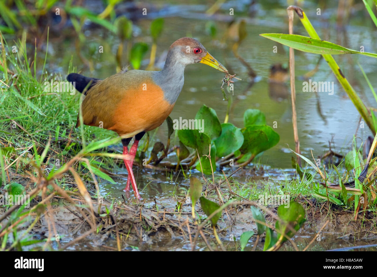 Grey-necked Wood-rail (Aramides cajanea) with insect prey, Pantanal ...