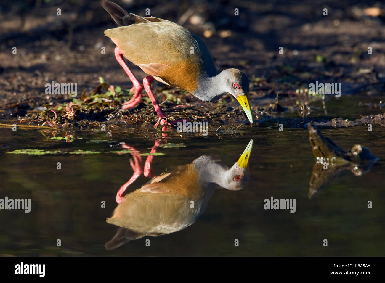 Grey-necked Wood-rail (Aramides cajanea) at river's edge, Pantanal ...