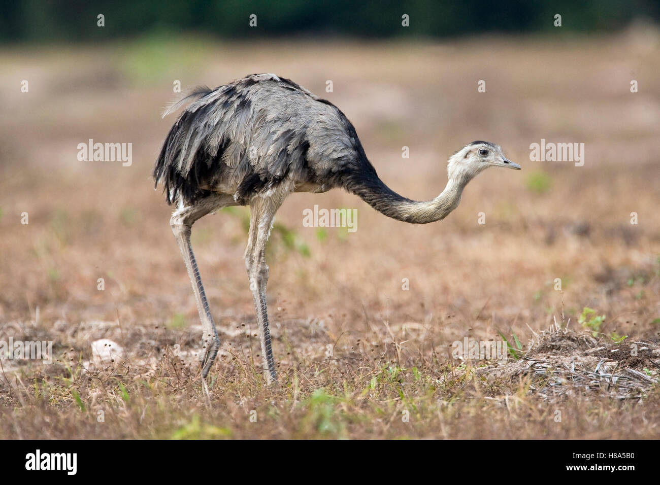 Greater Rhea (Rhea americana), Pantanal, Brazil Stock Photo - Alamy