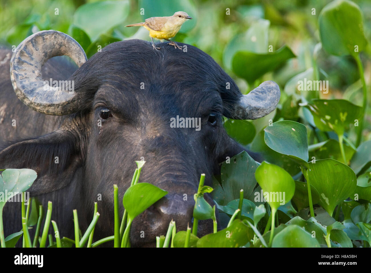 Cattle Tyrant (Machetornis rixosa) perched on cow amid water hyacinths ...