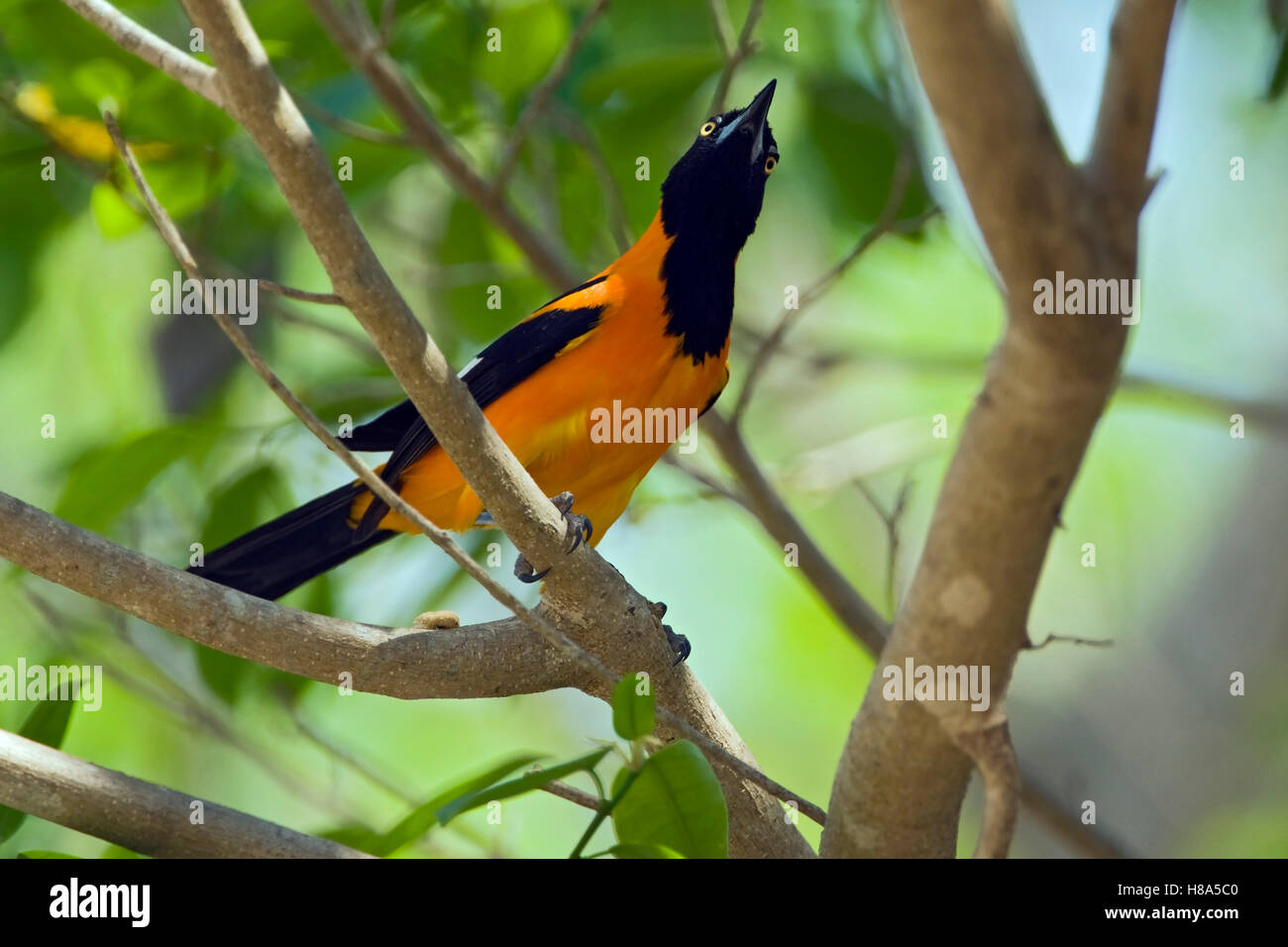 Troupial (Icterus icterus), Pantanal, Brazil Stock Photo - Alamy