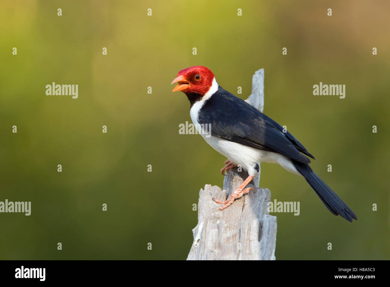 Yellow-billed Cardinal (Paroaria capitata) calling from tree stump ...