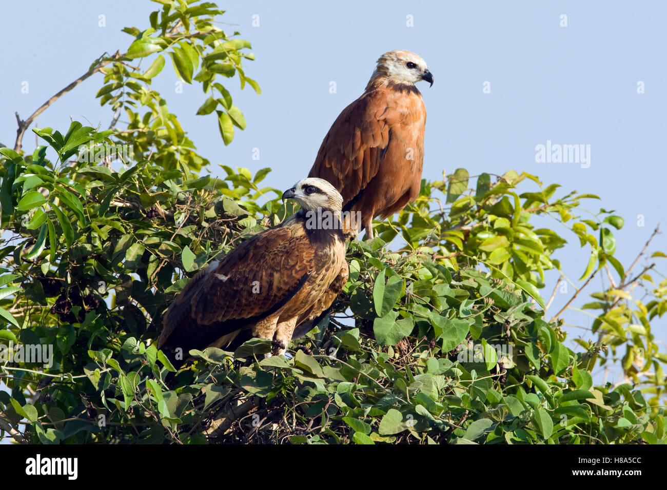 Black-collared Hawk (Busarellus nigricollis) pair in tree, Pantanal ...