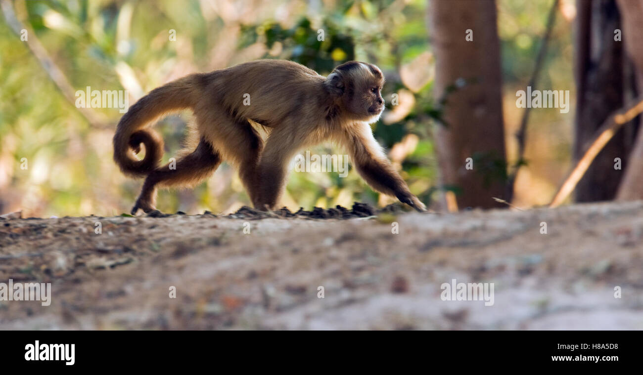 Brown Capuchin (Cebus apella) walking, Pantanal, Brazil Stock Photo - Alamy