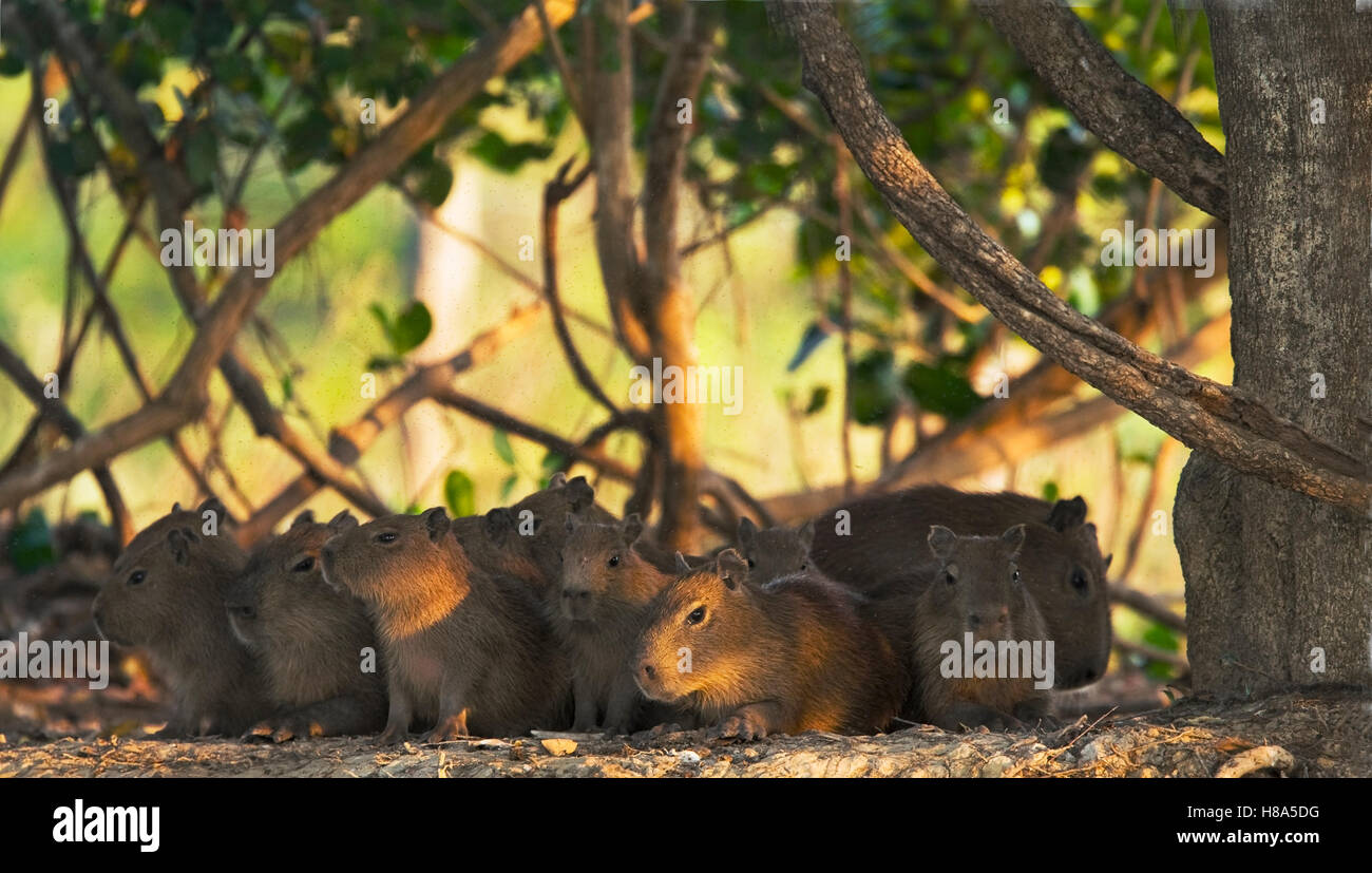 Capybara (Hydrochoerus hydrochaeris) group of juveniles at sunrise ...