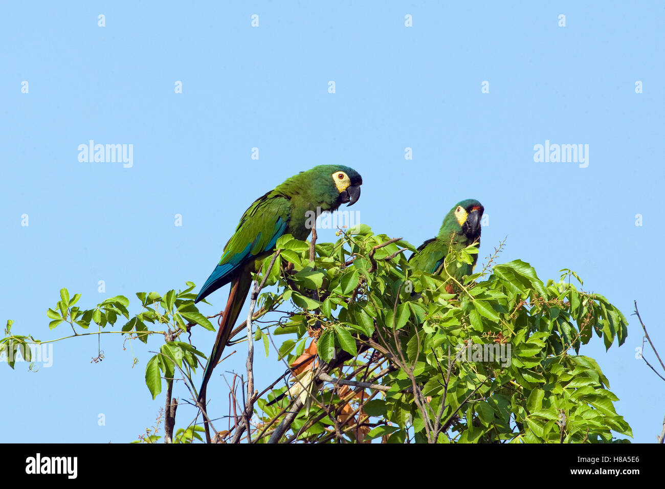 Blue-winged Macaw (Primolius maracana) pair in tree top, Pantanal ...