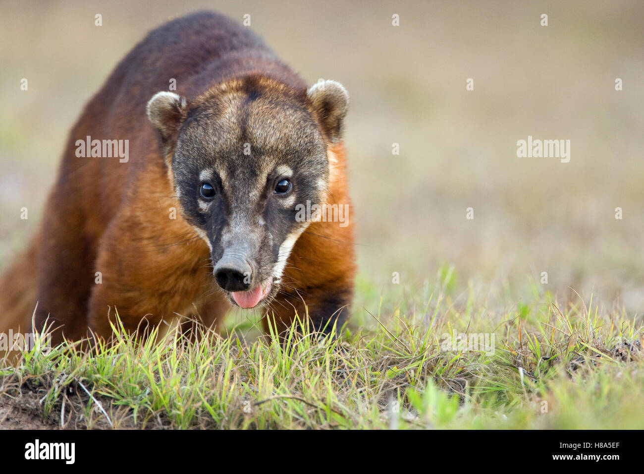Coatimundi (Nasua nasua), Pantanal, Brazil Stock Photo - Alamy
