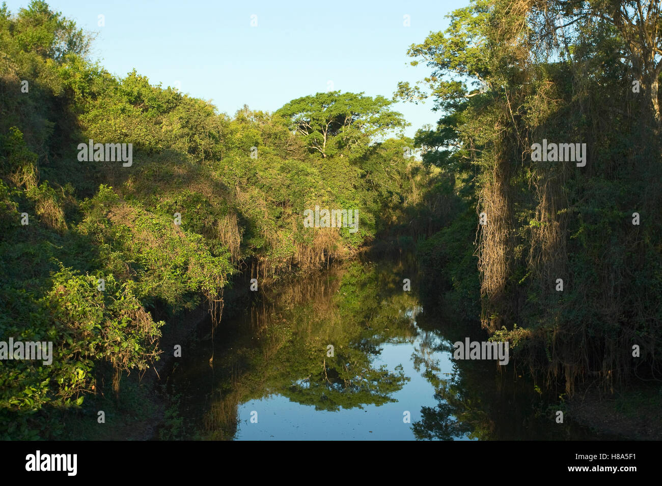 Flooded tropical rainforest, Pantanal, Brazil Stock Photo - Alamy